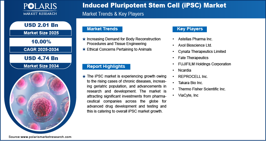 Induced Pluripotent Stem Cell Market Size, Share, 2025-2034
