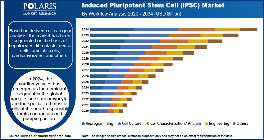 Induced Pluripotent Stem Cell Market Size, Share, 2025-2034